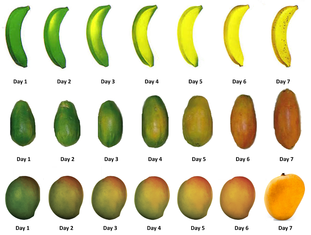 Fruit Ripening Chamber - Bharat Refrigeration